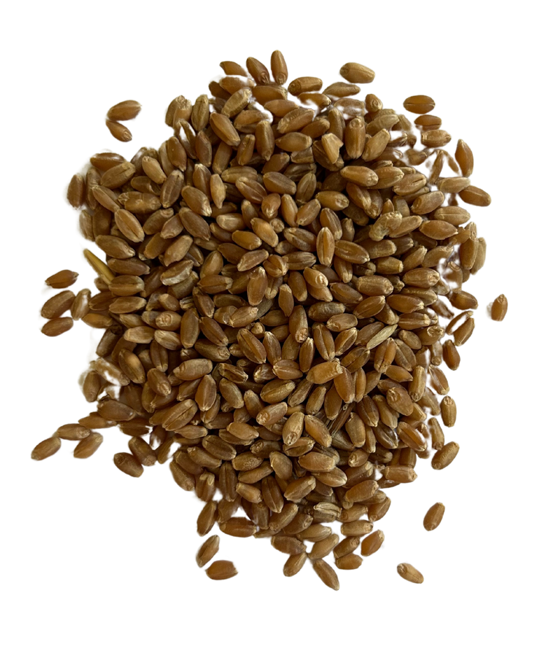 Hard Red Spring Wheat - Organic Grain Berries - 1847 Stone Milling ...