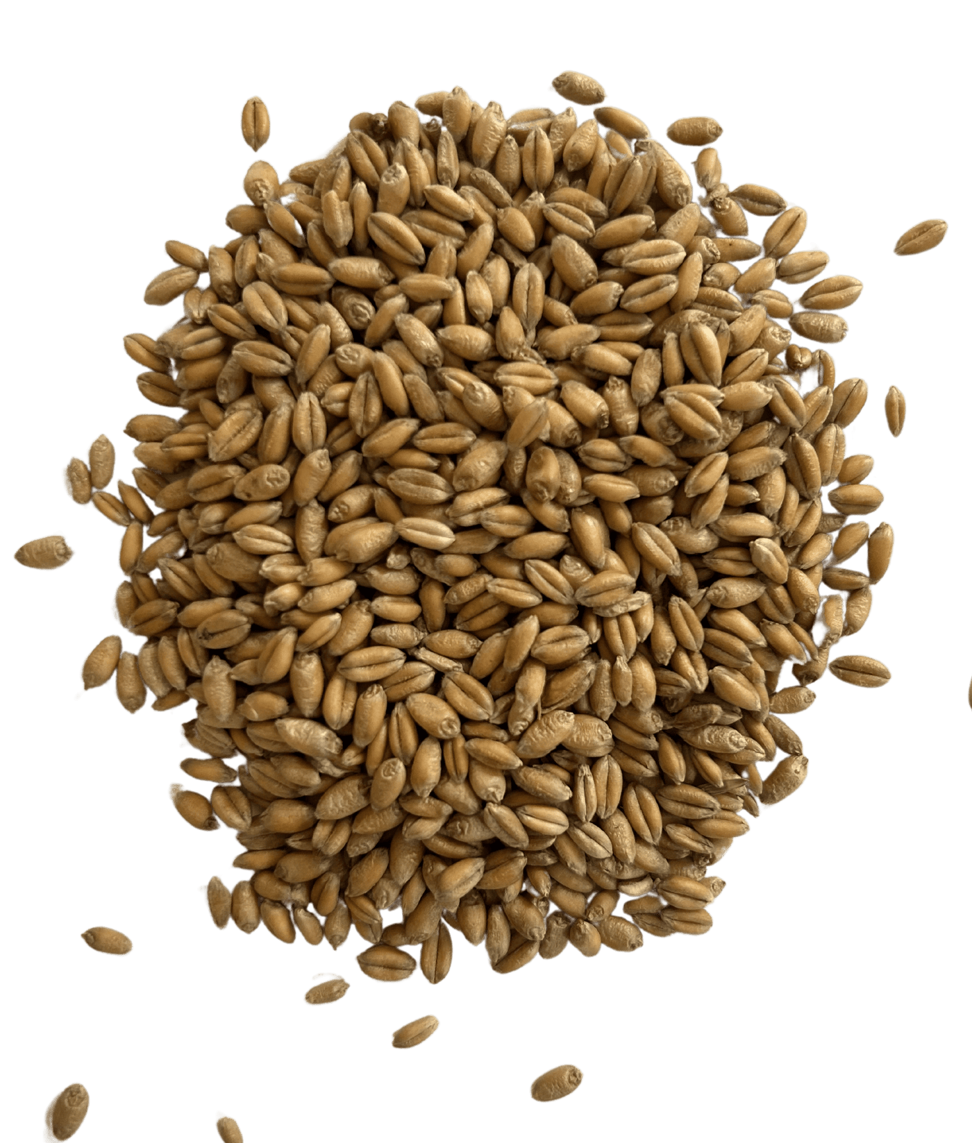 hard red winter wheat